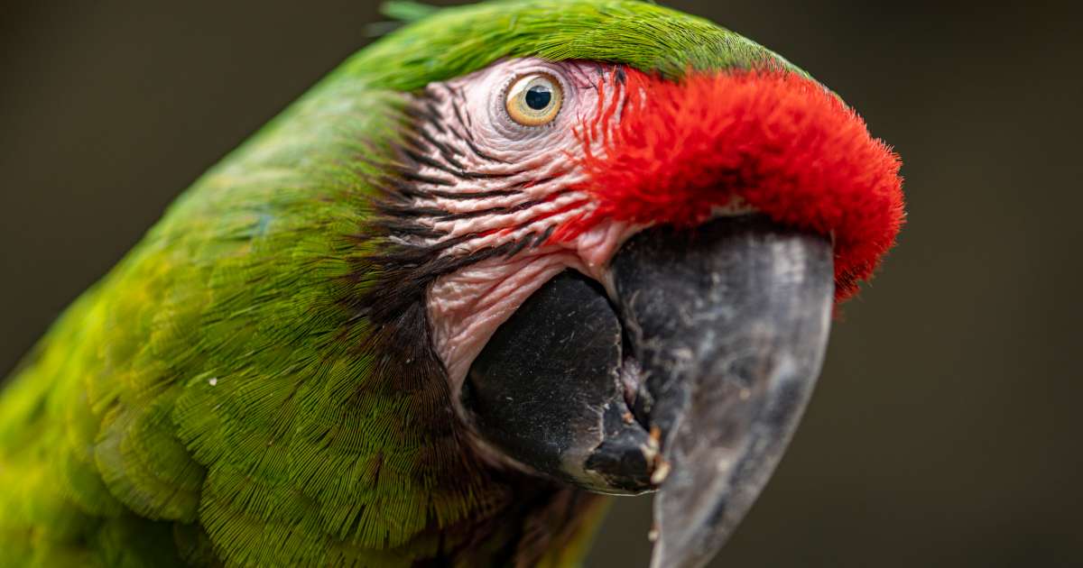 Mexican military macaw | ZOO Bratislava