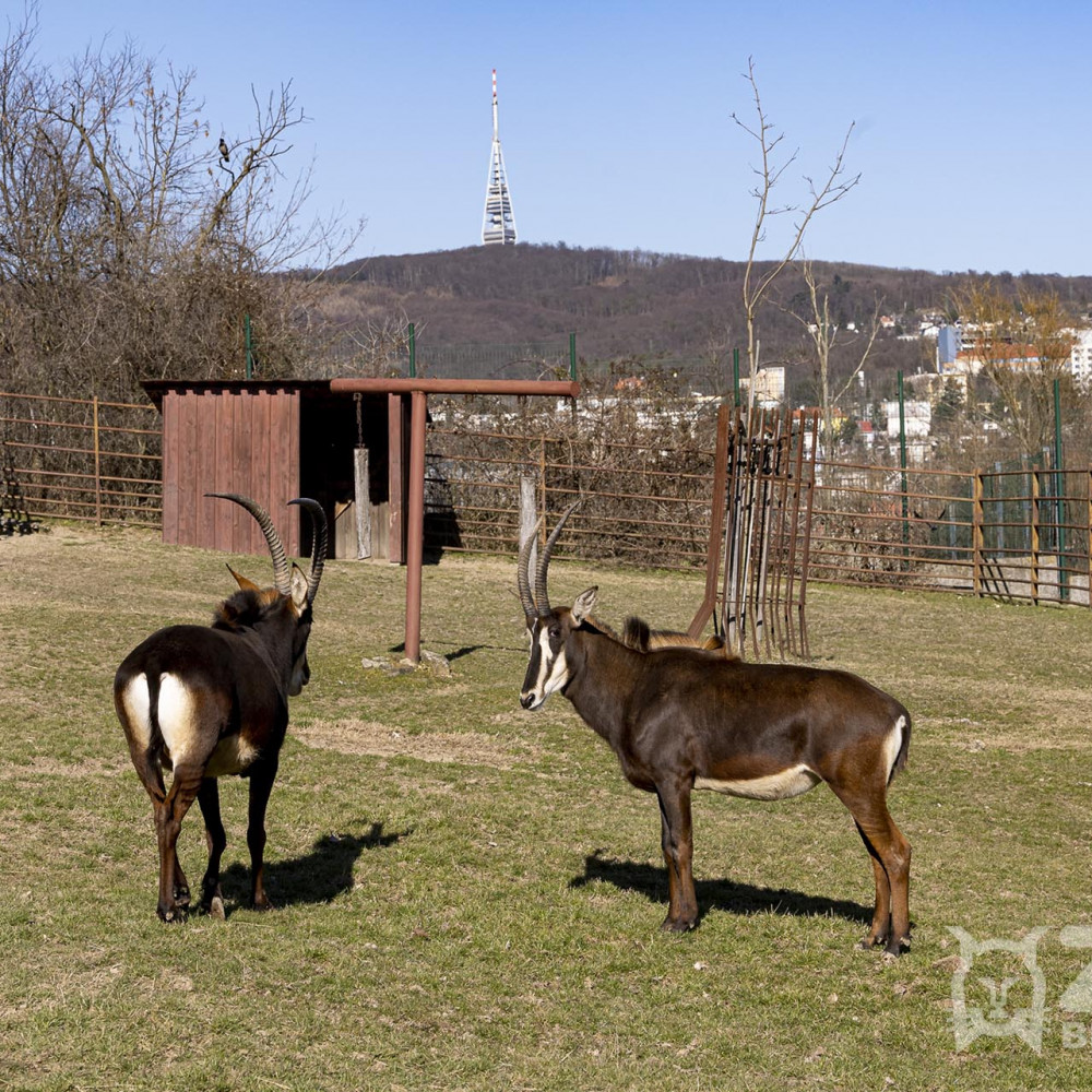 ZOO Bratislava | ZOO Bratislava