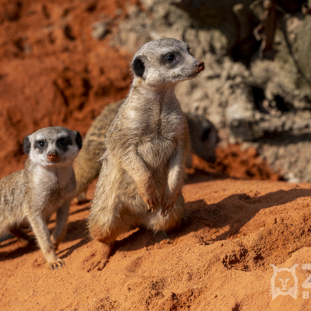 Základné informácie o ZOO | ZOO Bratislava