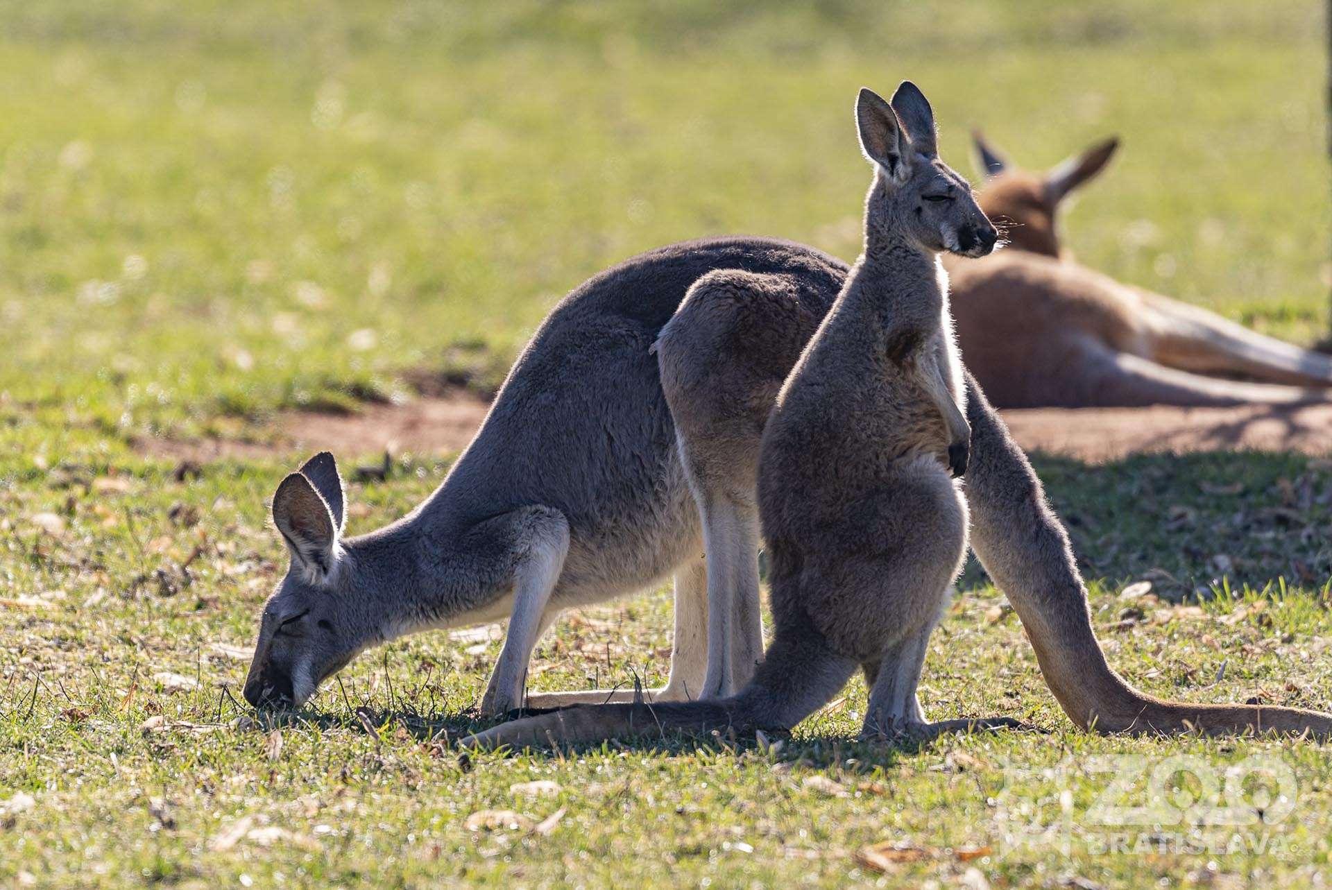 ZOO Map | ZOO Bratislava