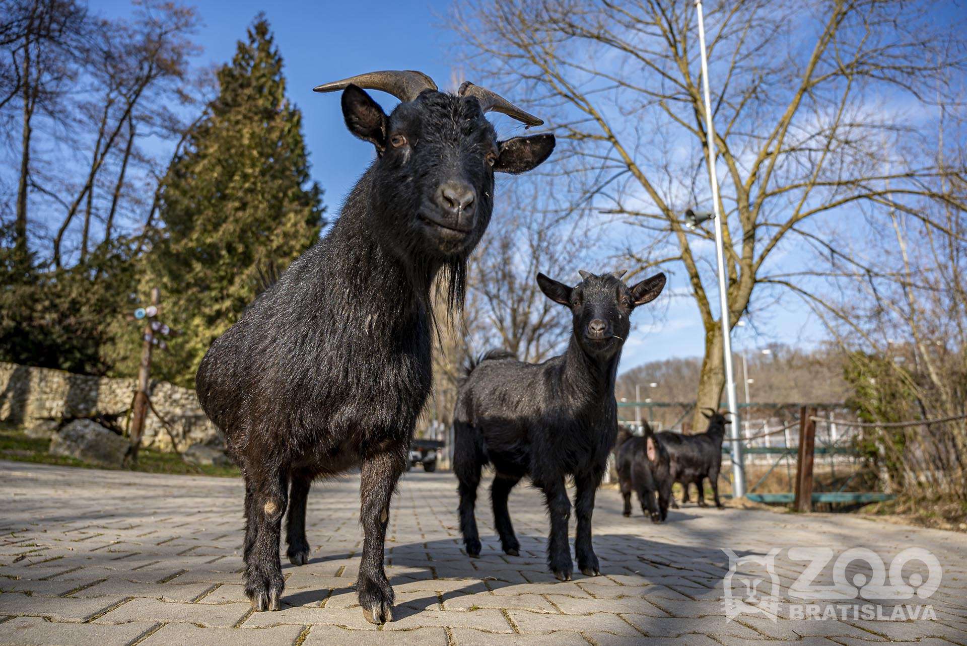 Základné informácie o ZOO | ZOO Bratislava