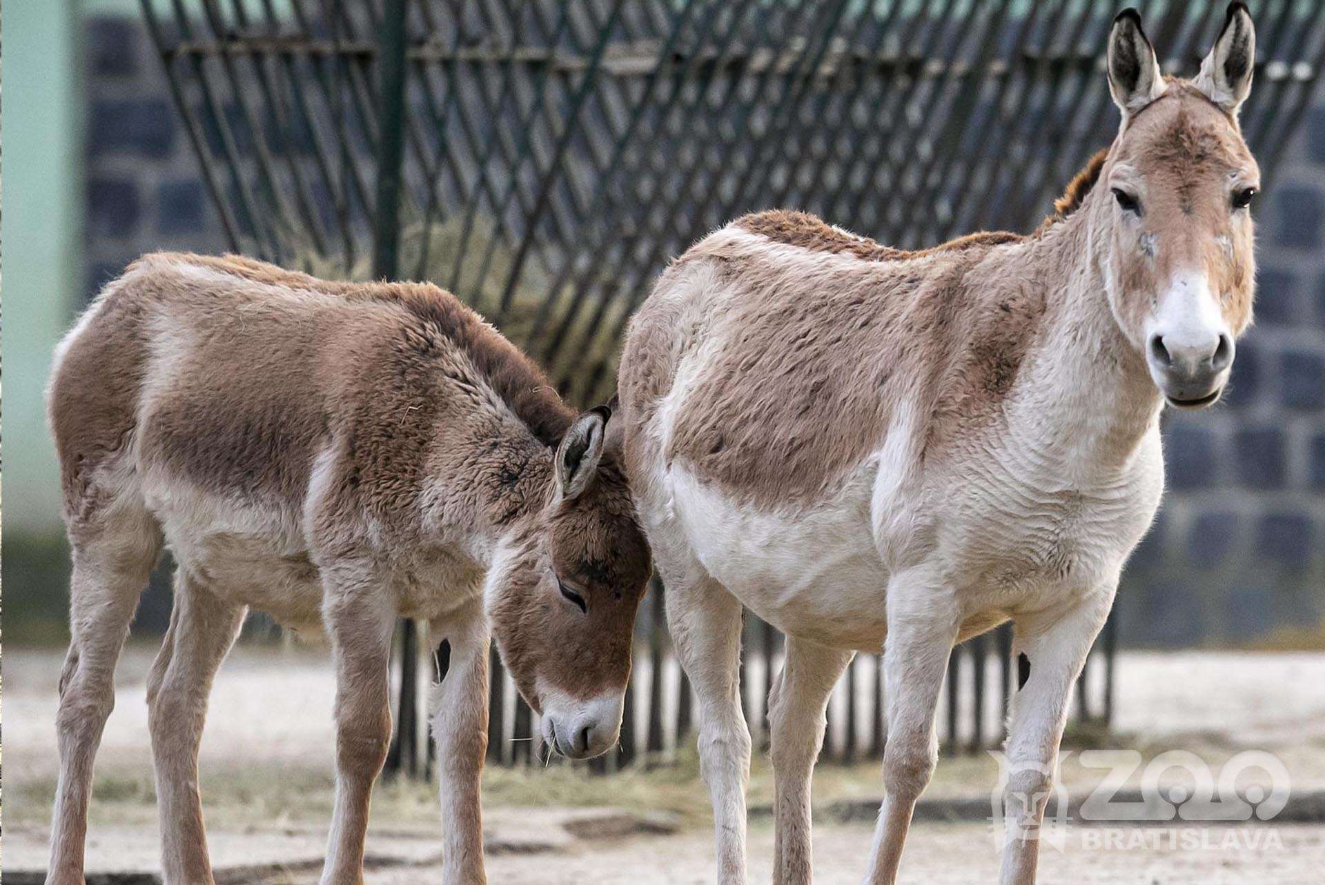 ZOO Bratislava | ZOO Bratislava