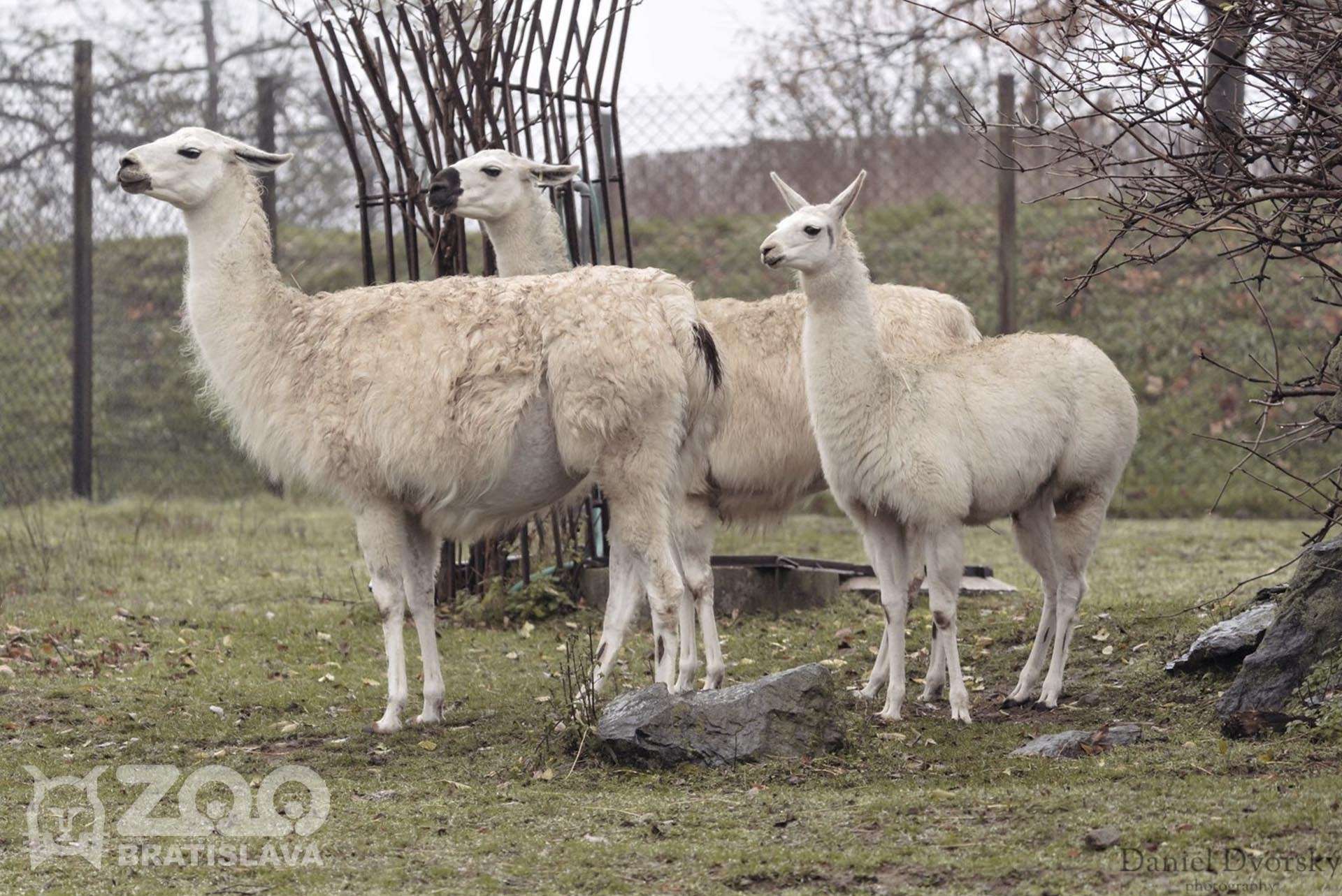Základné informácie o ZOO | ZOO Bratislava