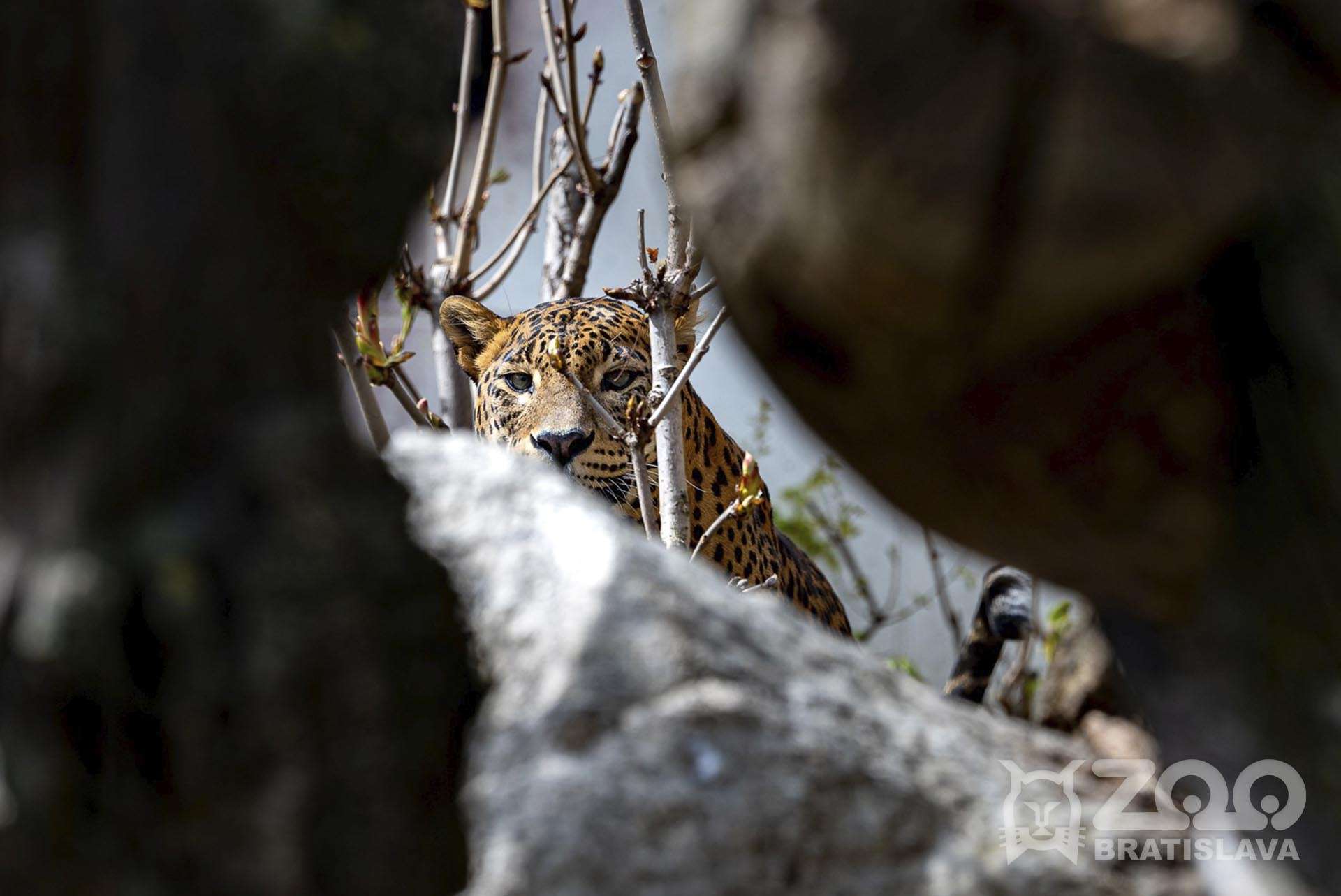 ZOO Bratislava | ZOO Bratislava