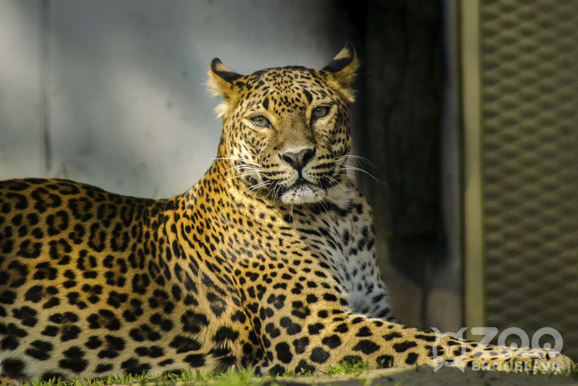 Pracovné ponuky | ZOO Bratislava
