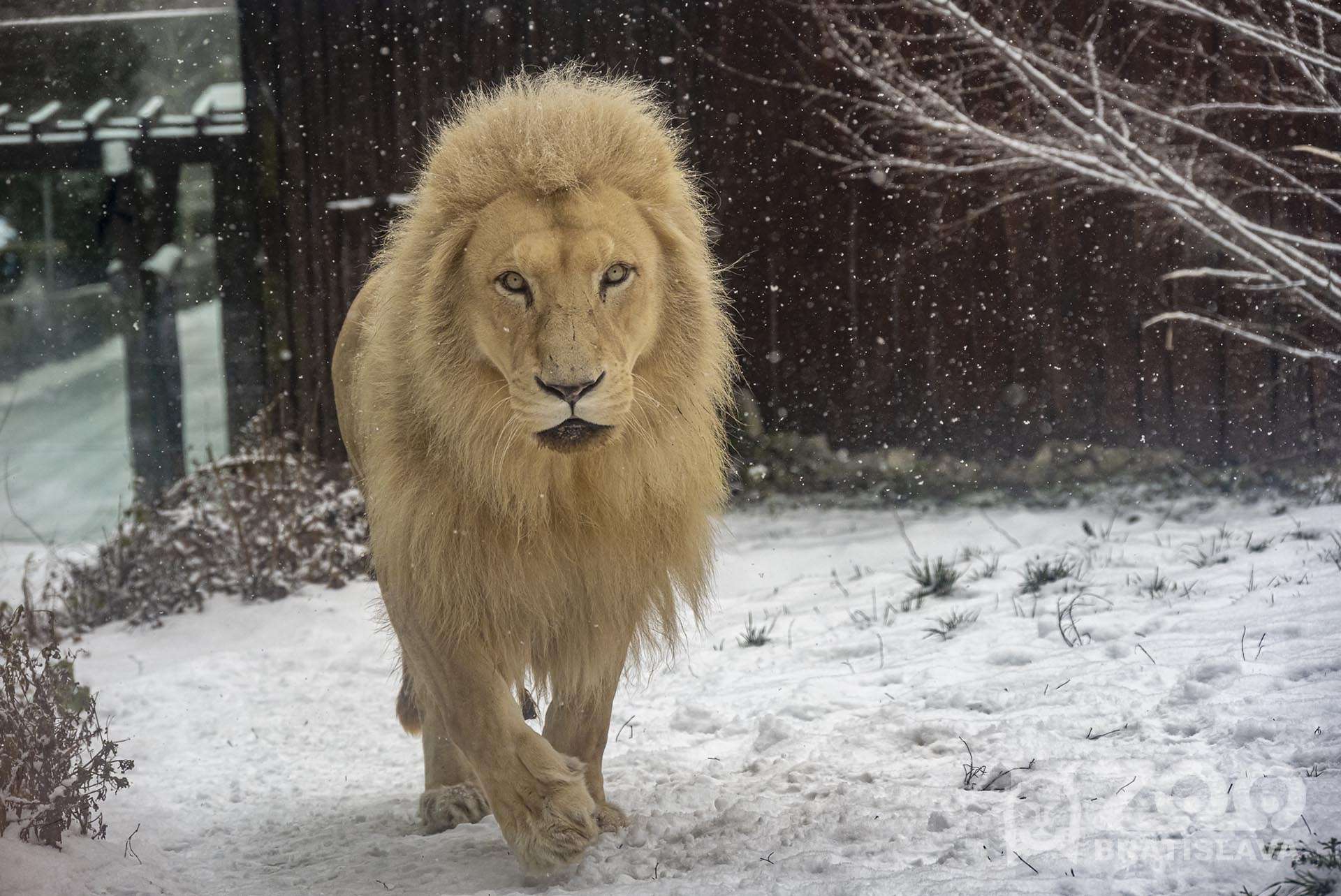 Komentované prehliadky v areáli | ZOO Bratislava