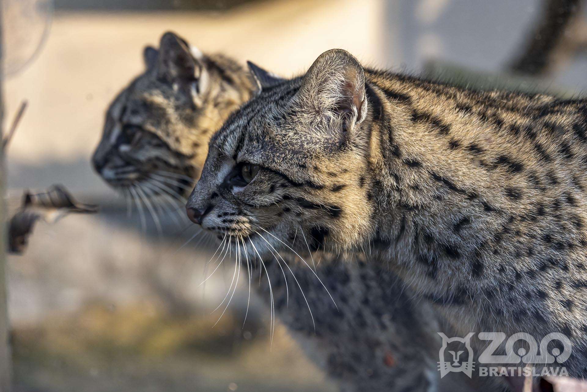 ZOO Bratislava | ZOO Bratislava
