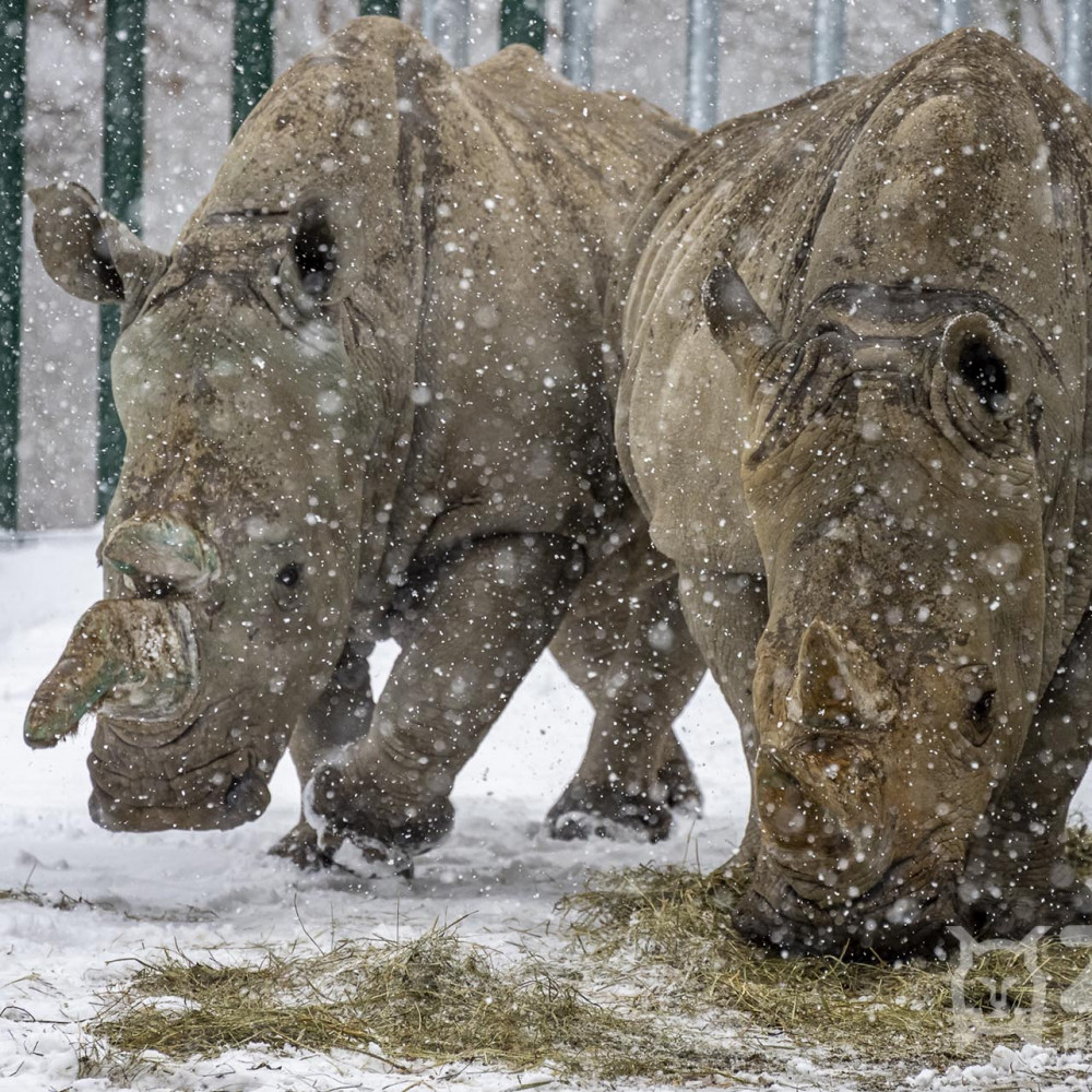 ZOO Bratislava | ZOO Bratislava