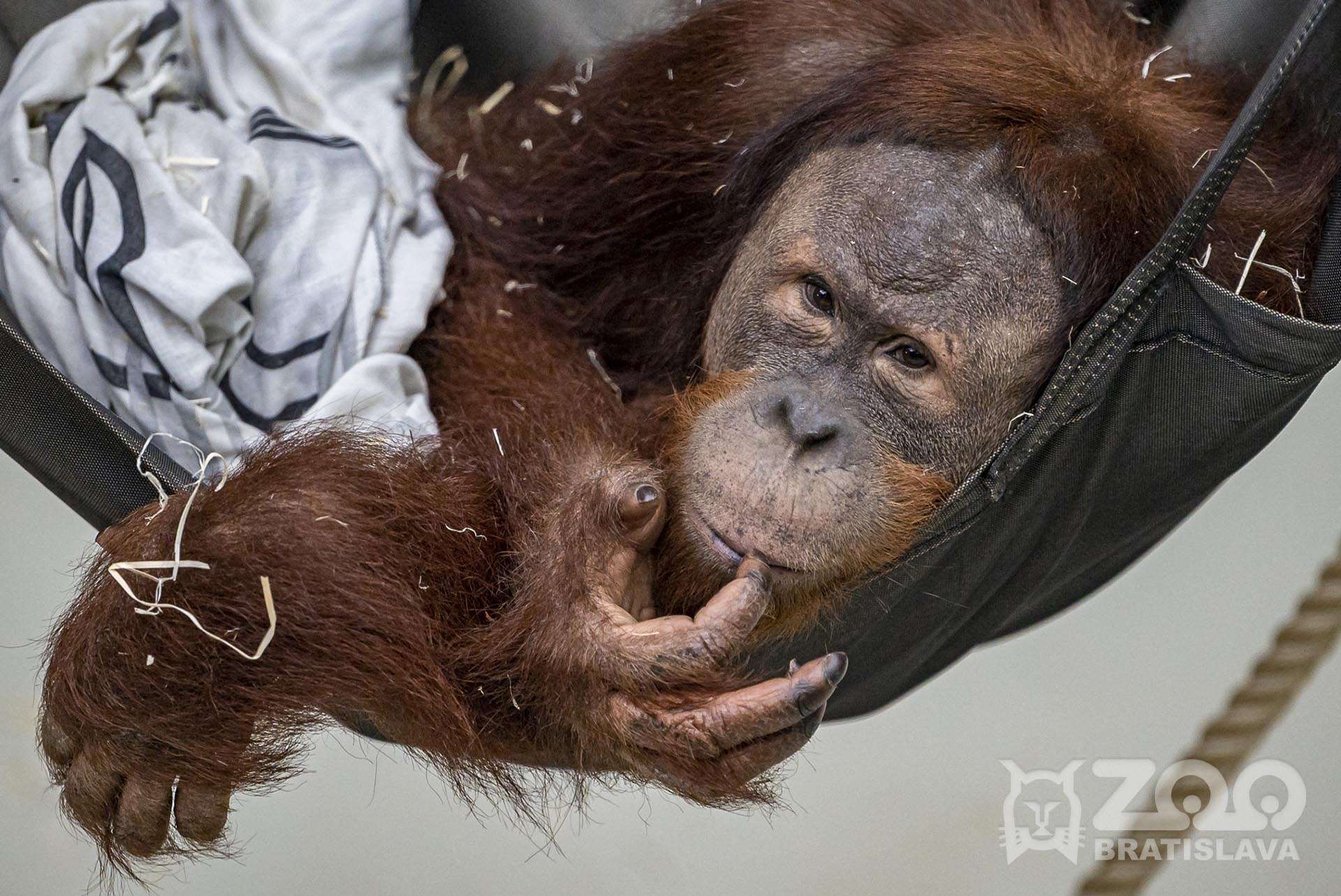 ZOO Map | ZOO Bratislava