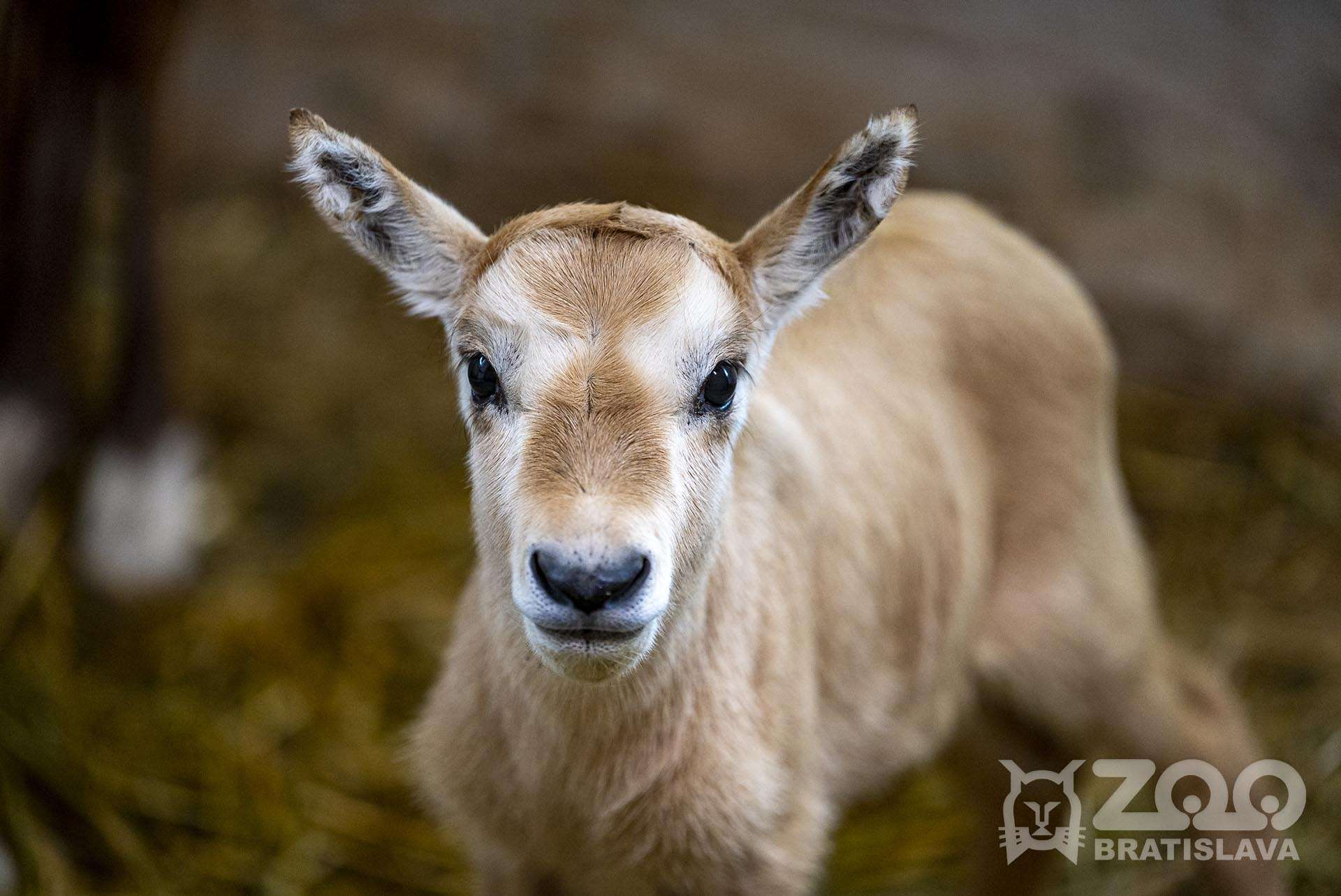 ZOO Bratislava | ZOO Bratislava