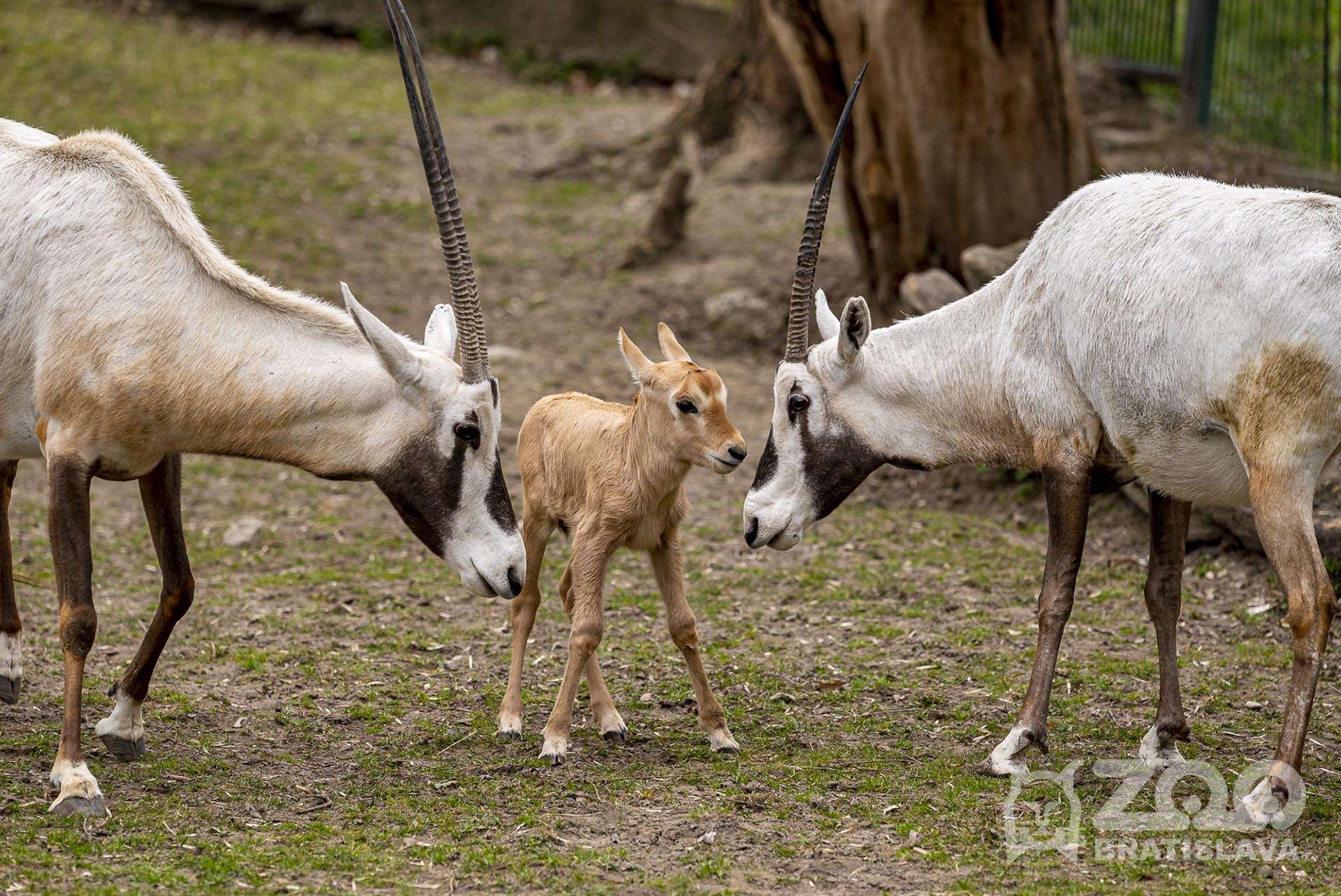Základné informácie o ZOO | ZOO Bratislava