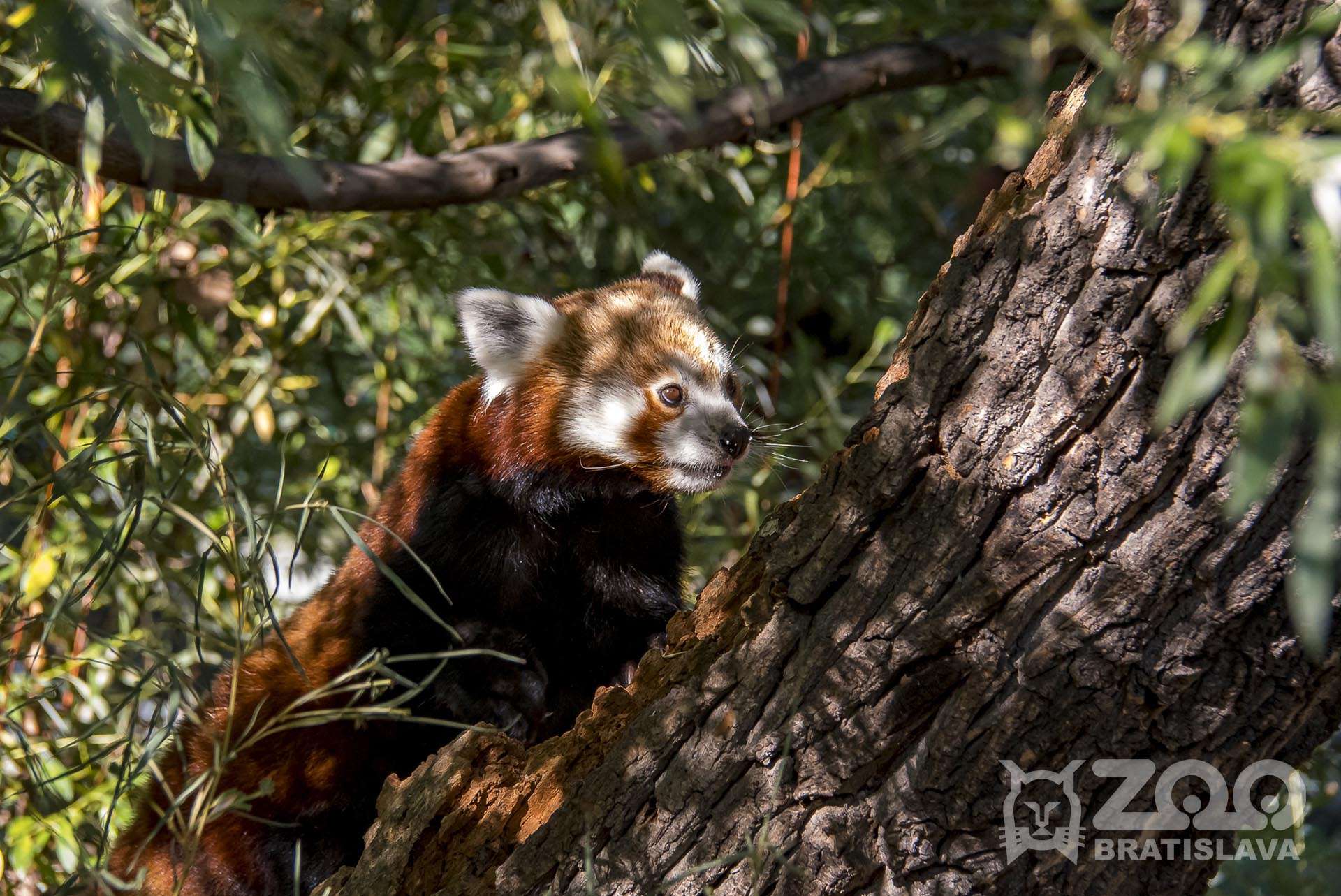 ZOO Bratislava | ZOO Bratislava