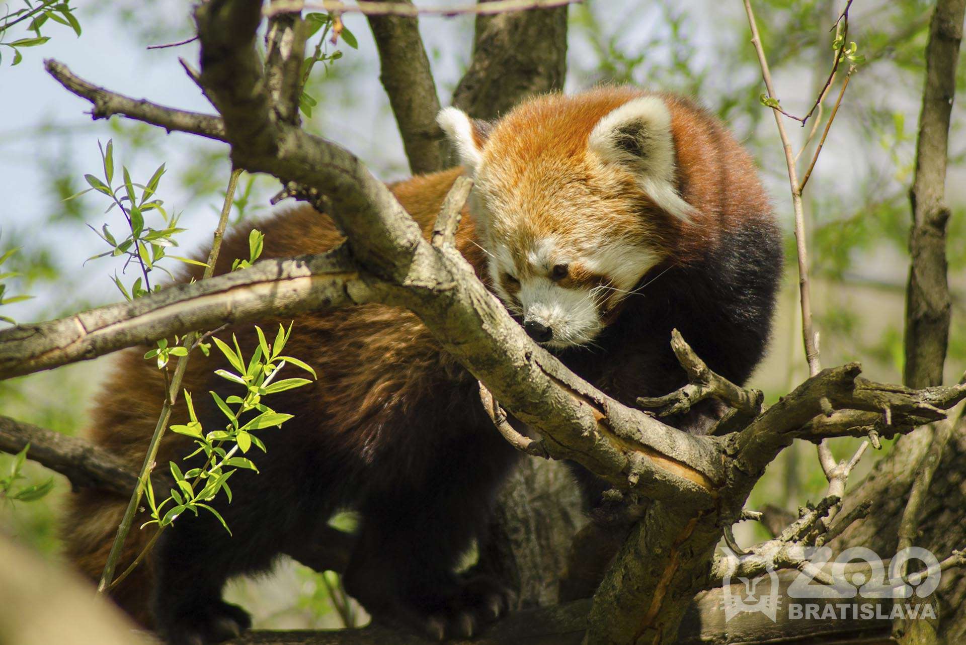 ZOO Bratislava | ZOO Bratislava
