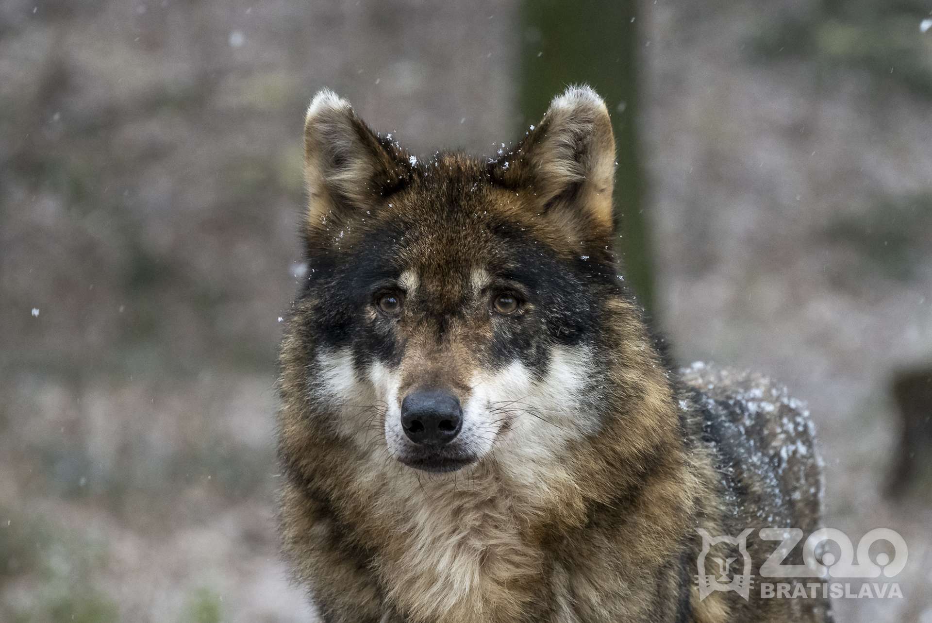 Základné informácie o ZOO | ZOO Bratislava