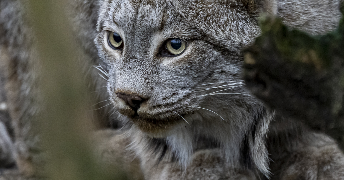 Newsletter ZOO | ZOO Bratislava