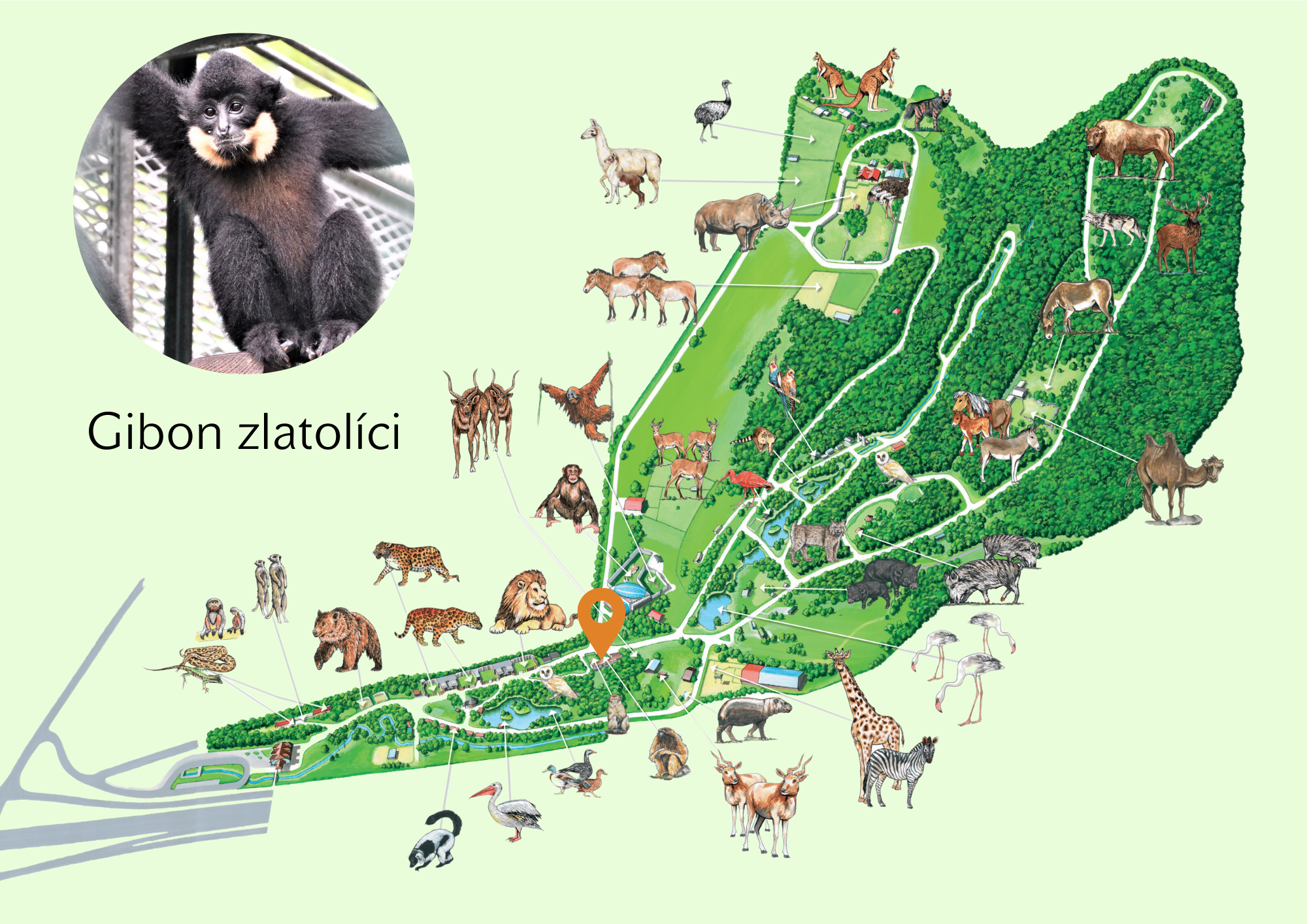 Buff-cheeked gibbon | ZOO Bratislava
