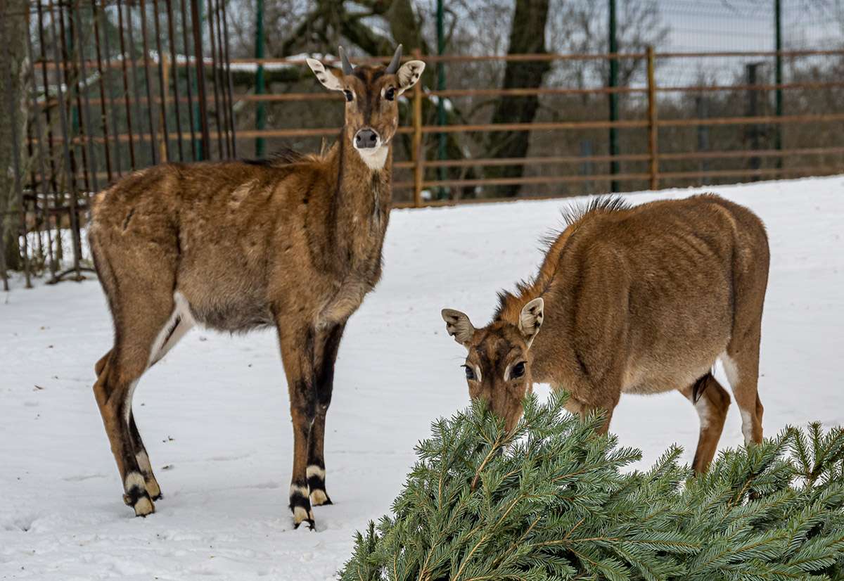 Antilopa nilgau | ZOO Bratislava