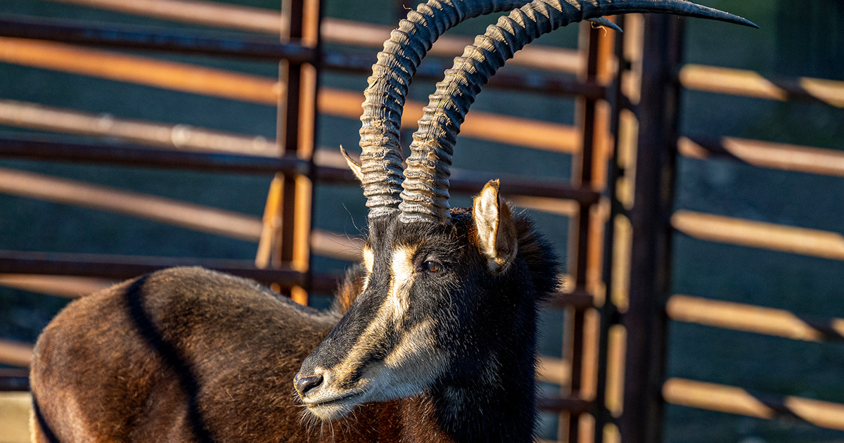 Antilopa vraná | ZOO Bratislava