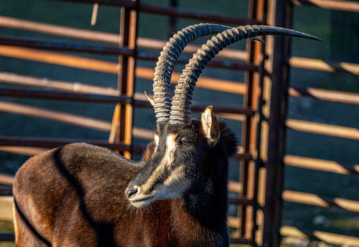 South African sable antelope | ZOO Bratislava