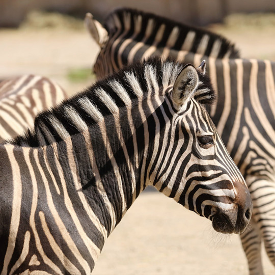 Cicavce | ZOO Bratislava