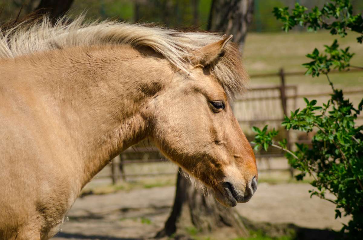 Domestic horse | ZOO Bratislava
