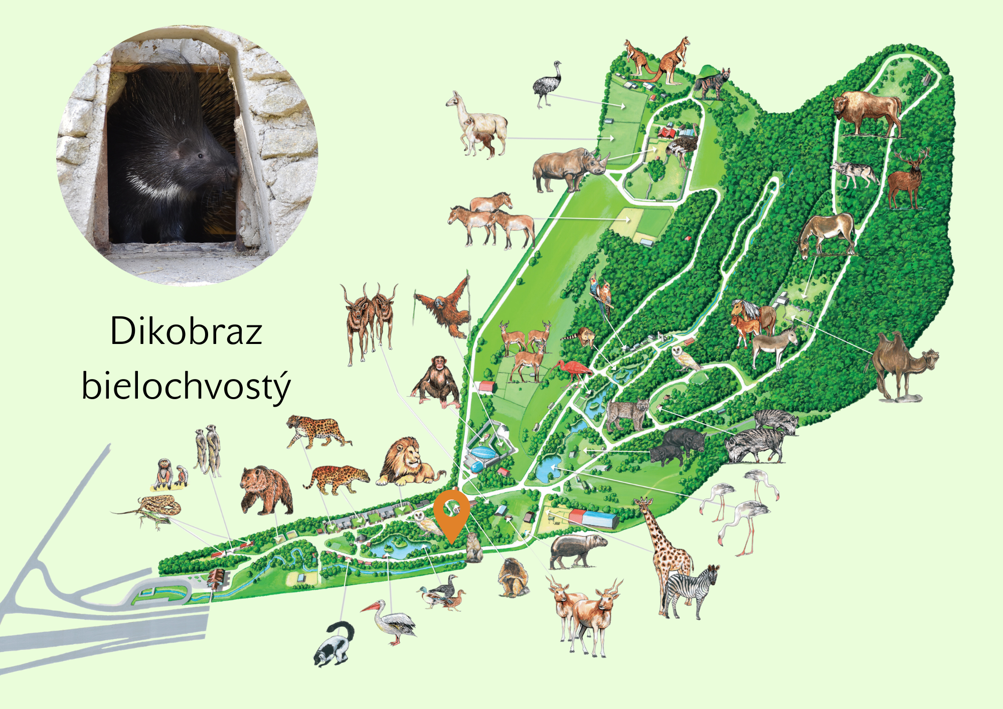Dikobraz bielochvostý | ZOO Bratislava