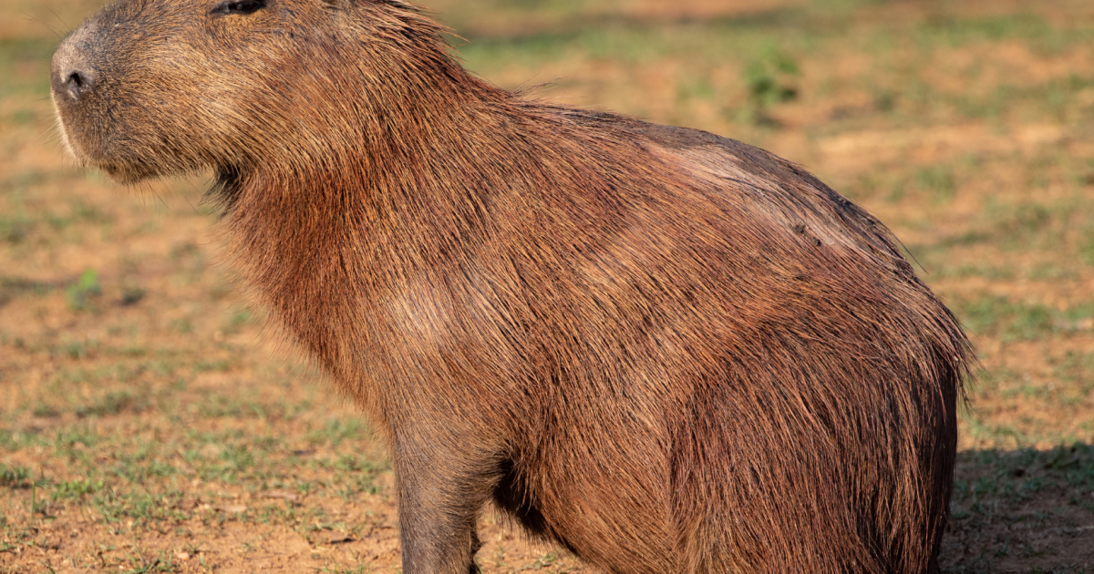 Kapybara močiarna (180 €/rok) | ZOO Bratislava