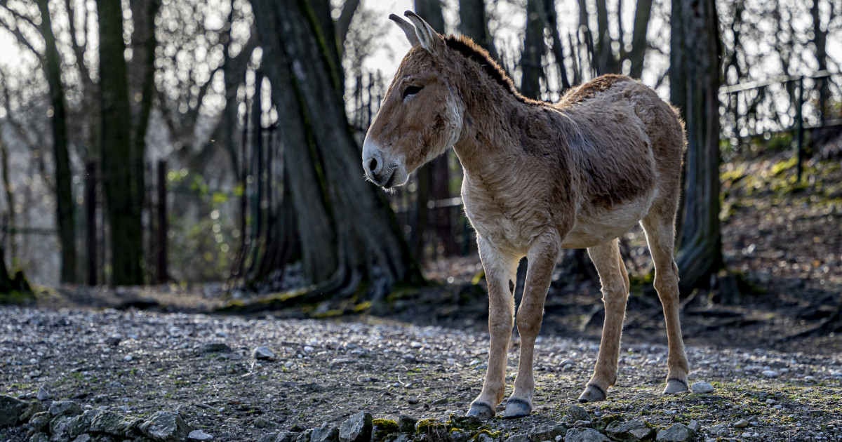 Kulan turkménsky | ZOO Bratislava