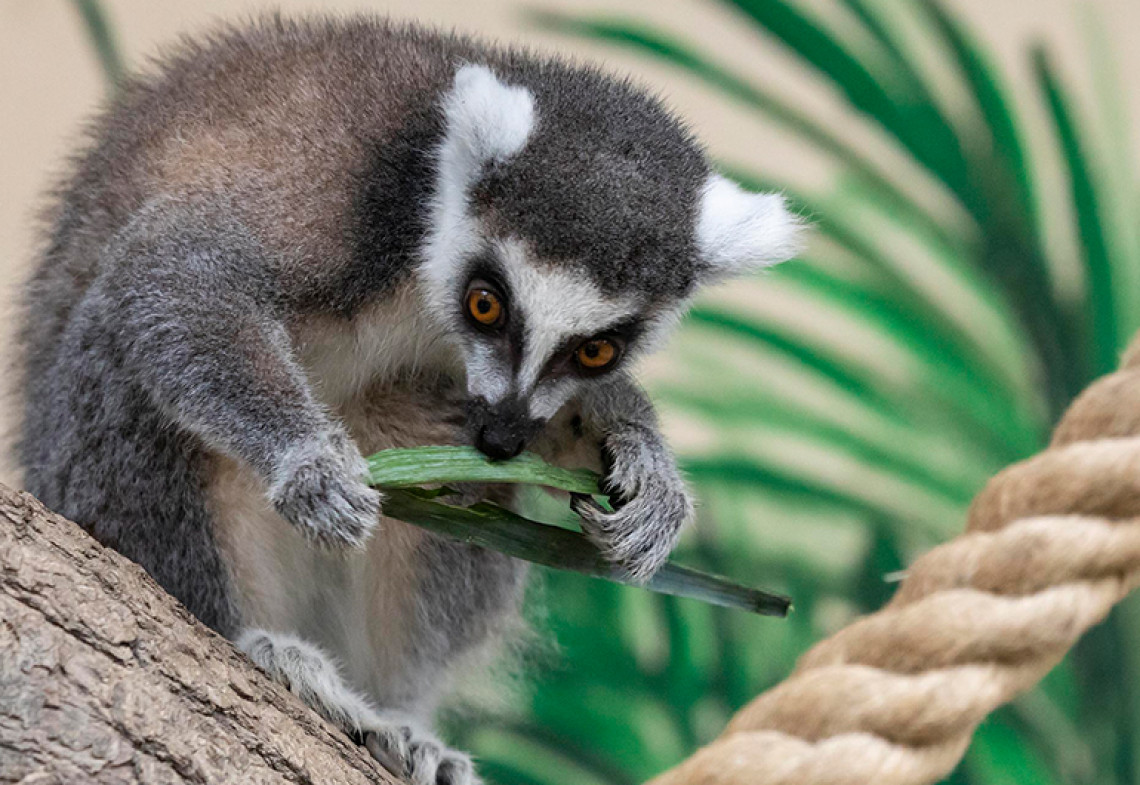 Lemur kata (340 €/rok) | ZOO Bratislava