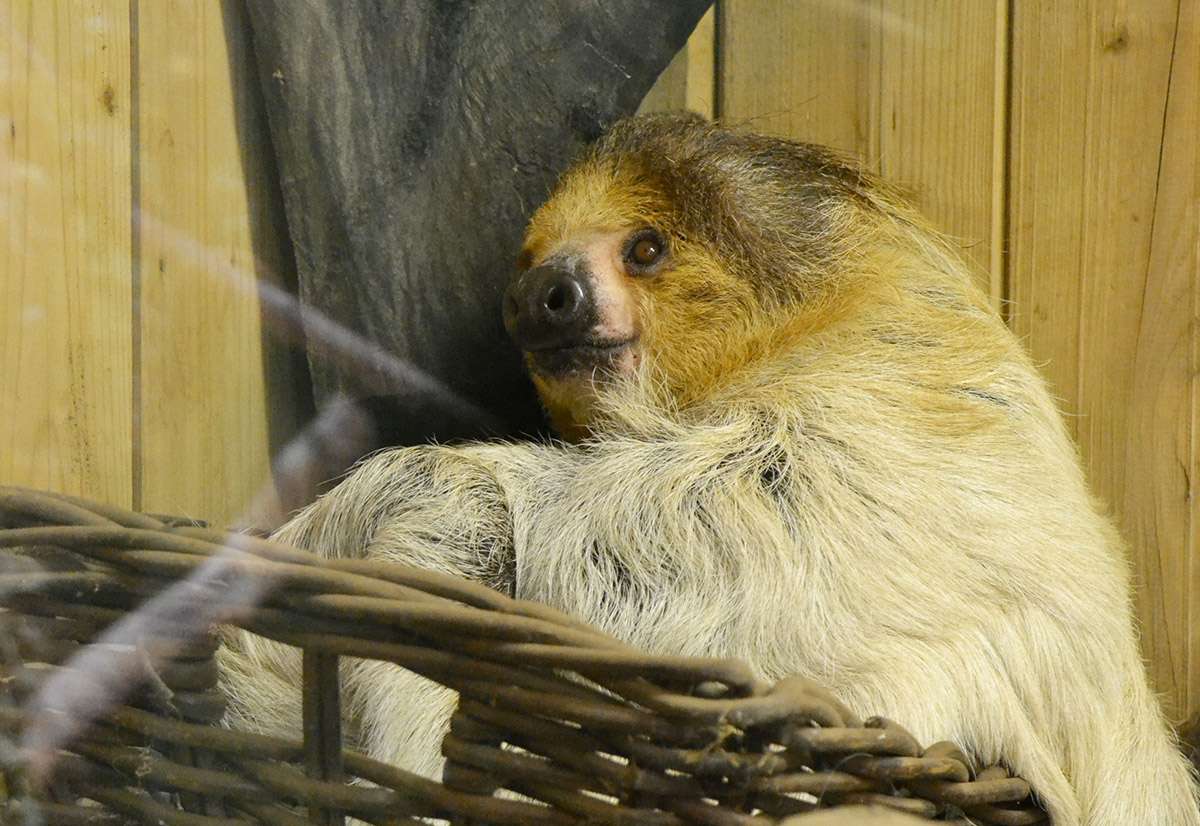 Leňoch dvojprstý | ZOO Bratislava