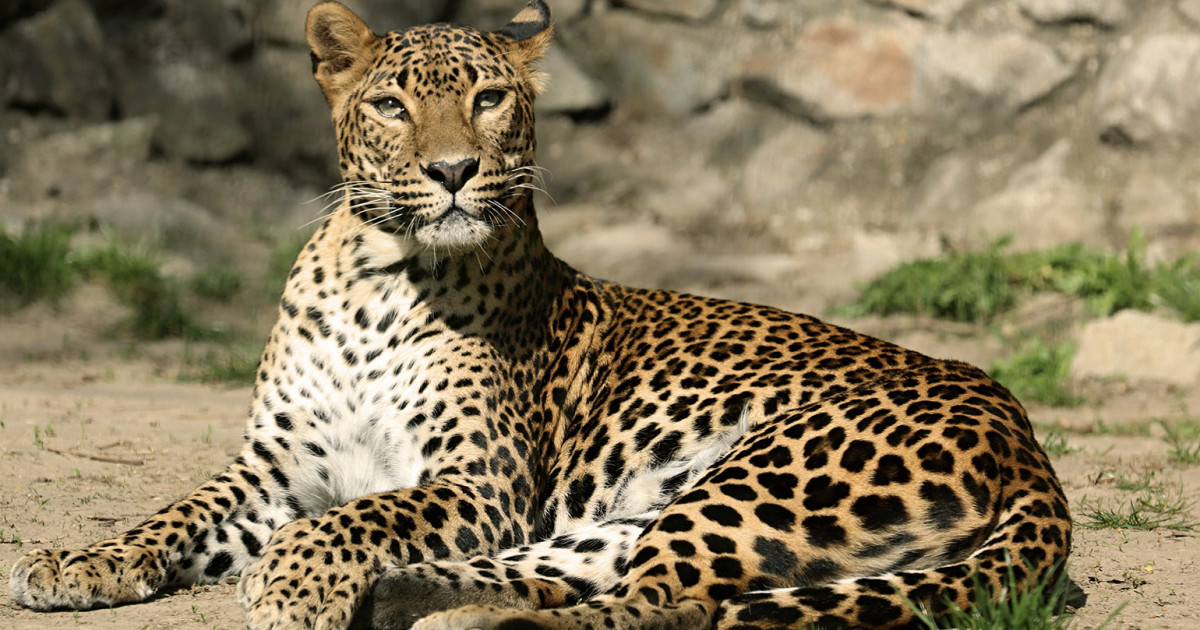 Leopard cejlónsky | ZOO Bratislava