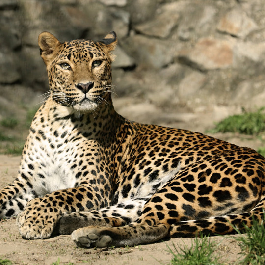 Lexikon zvierat | ZOO Bratislava