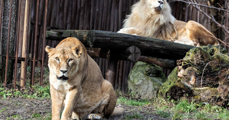 Lev juhoafrický | ZOO Bratislava