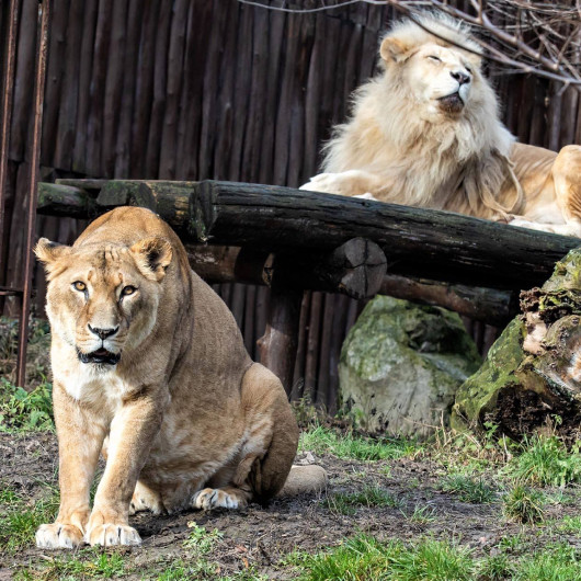 Lexikon zvierat | ZOO Bratislava