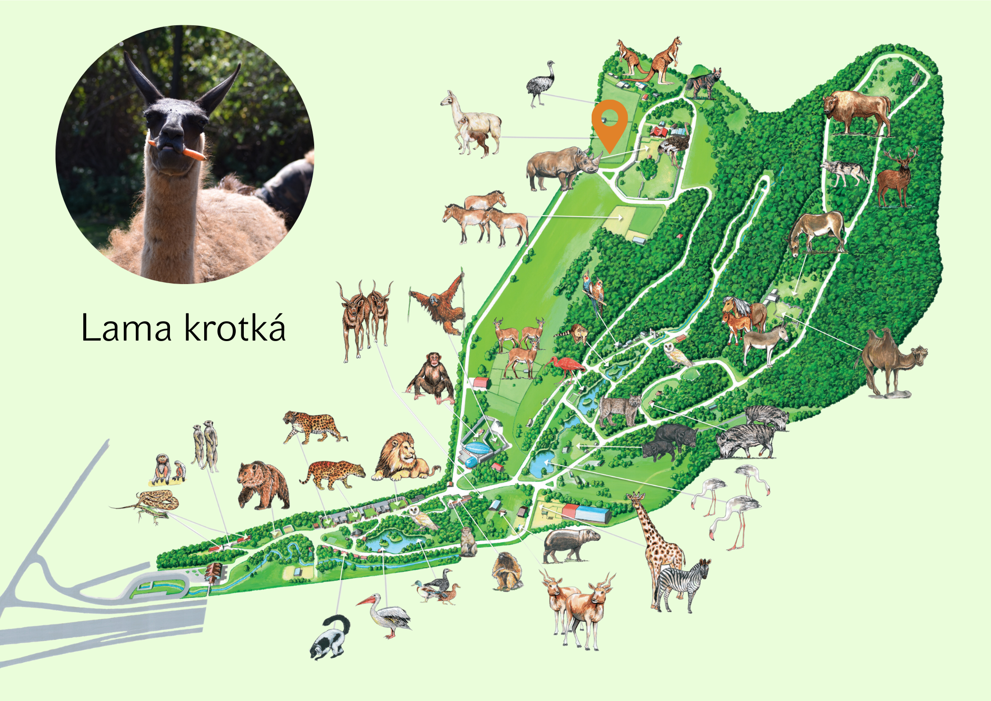 Llama | ZOO Bratislava