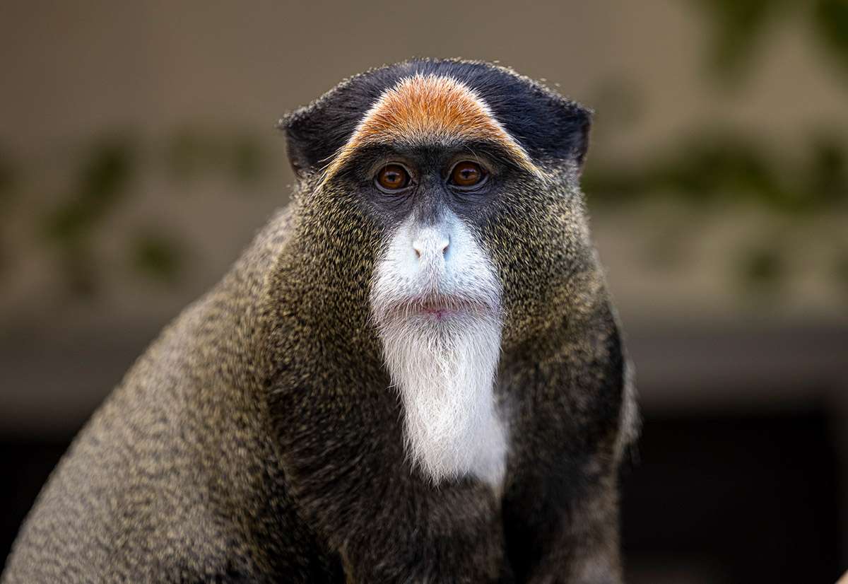 Mačiak Brazzov | ZOO Bratislava