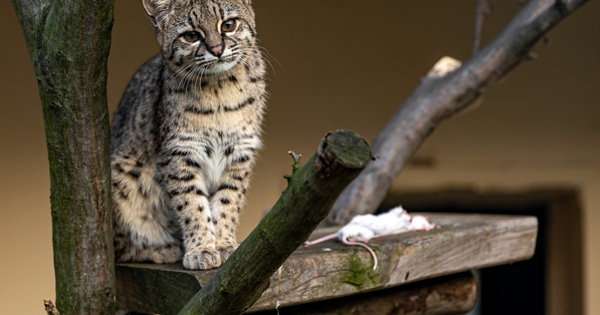 Mačka maloškvrnná | ZOO Bratislava