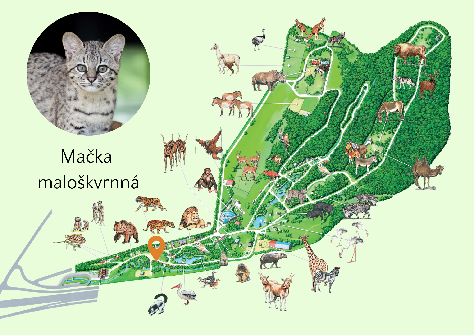 Mačka maloškvrnná | ZOO Bratislava
