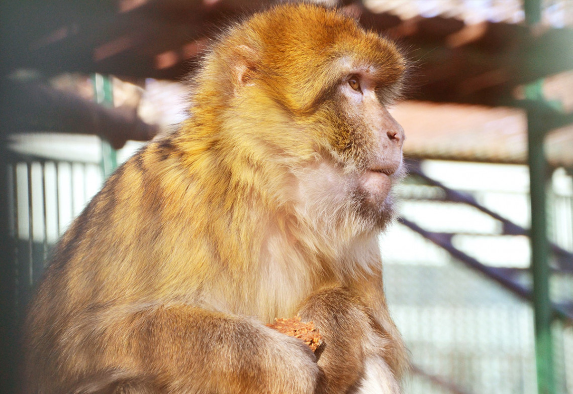 Makak magot (340 €/rok) | ZOO Bratislava
