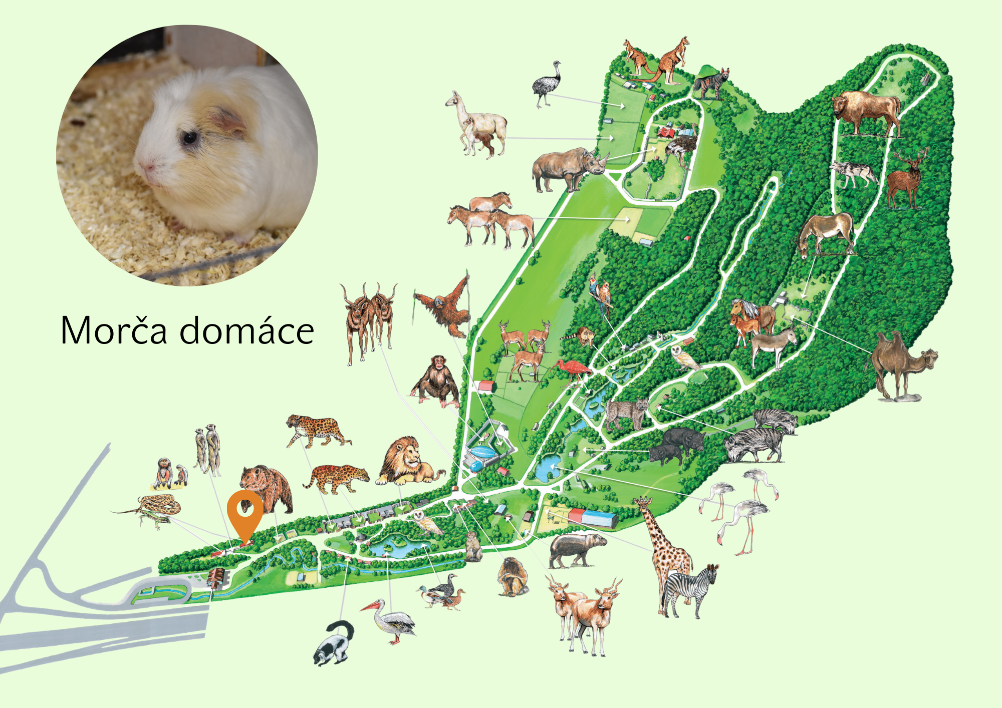 Morča domáce - Skinny morča | ZOO Bratislava