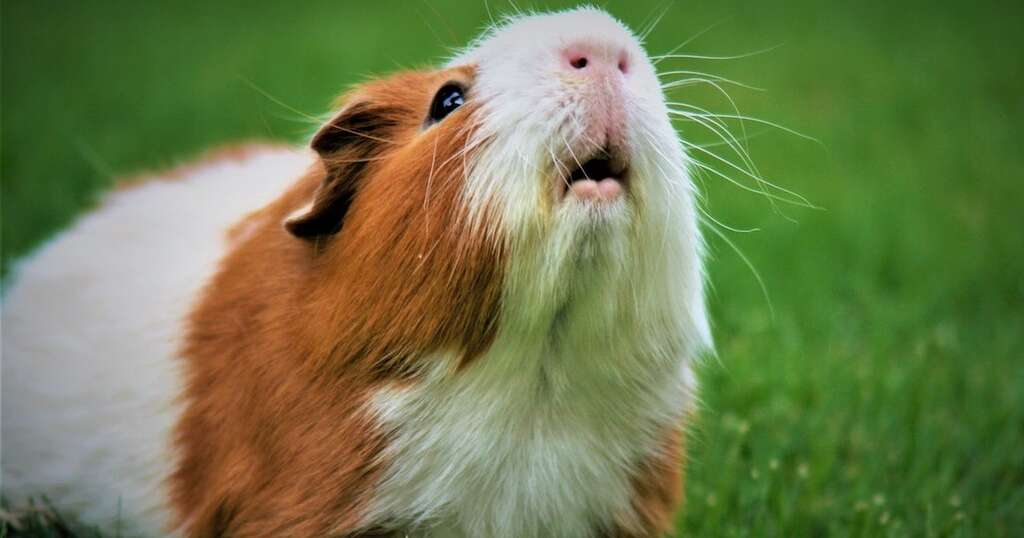 Morča domáce - Skinny morča | ZOO Bratislava