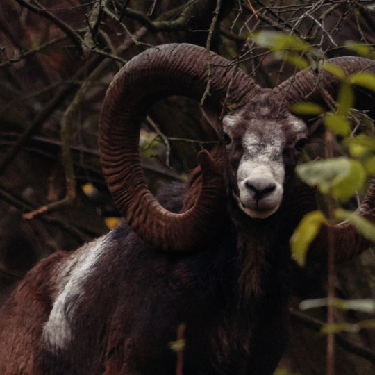 Lexikon zvierat | ZOO Bratislava