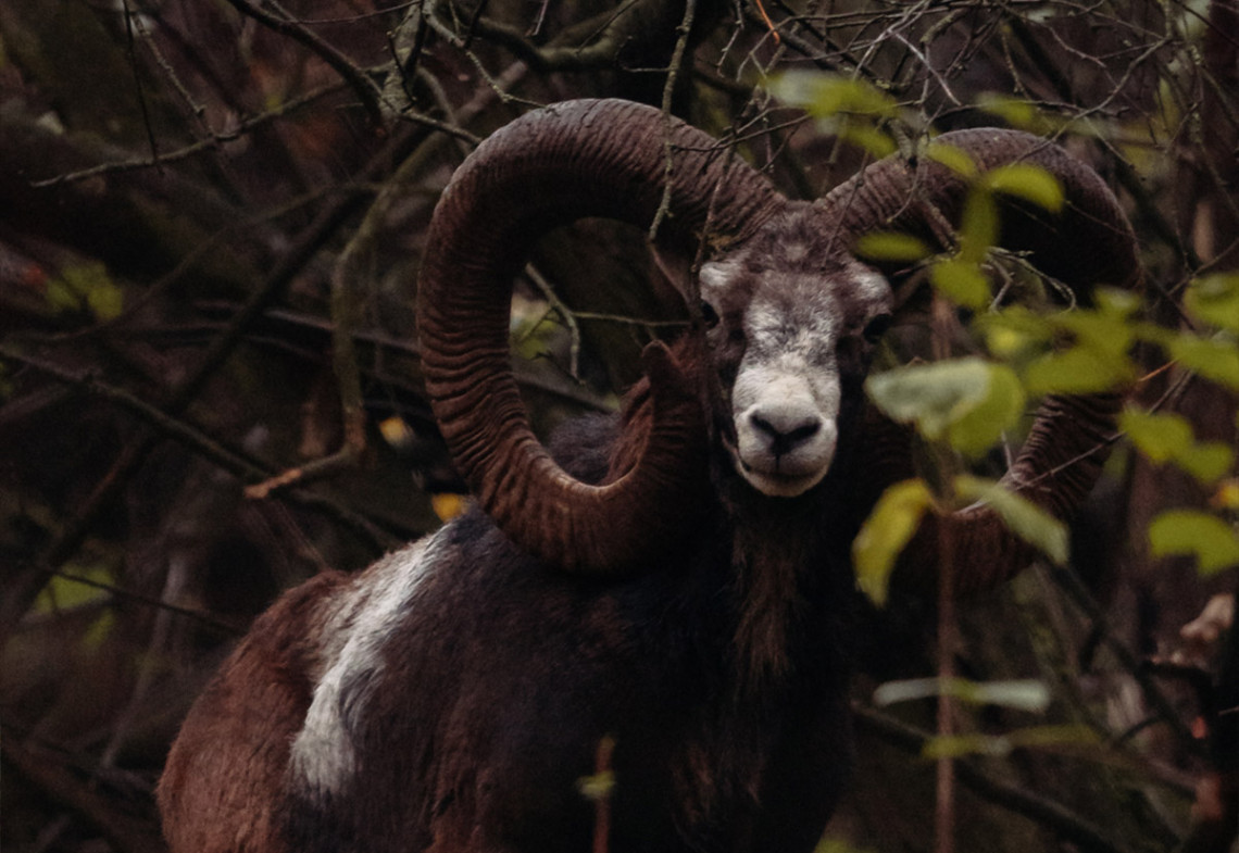 Muflón lesný (100 €/rok) | ZOO Bratislava