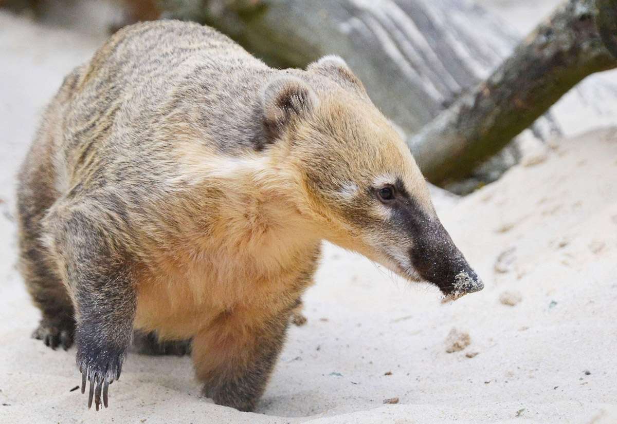 Nosáľ červený | ZOO Bratislava
