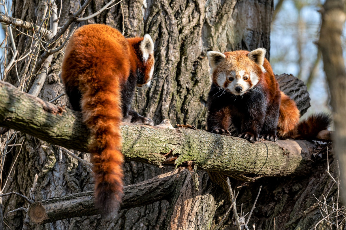 Panda červená | ZOO Bratislava