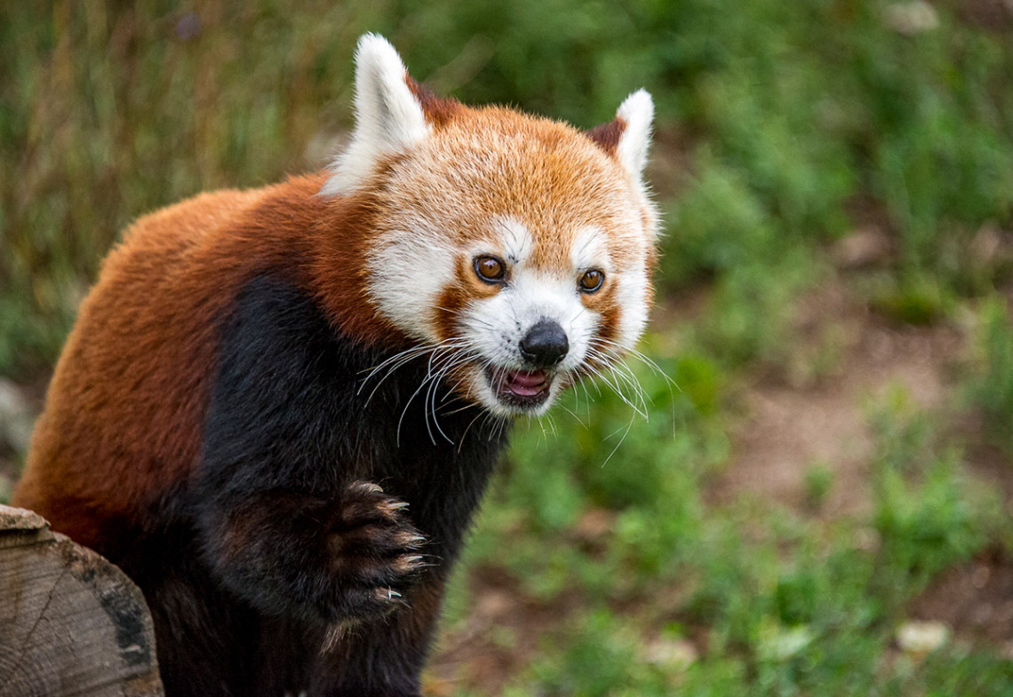 Panda červená (250 €/rok) | ZOO Bratislava