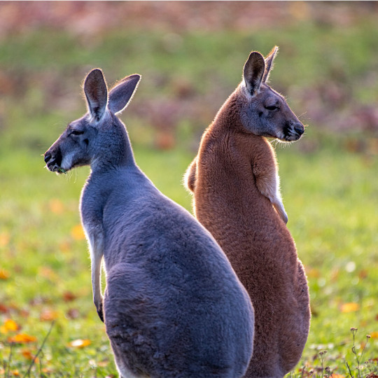 Lexikon zvierat | ZOO Bratislava