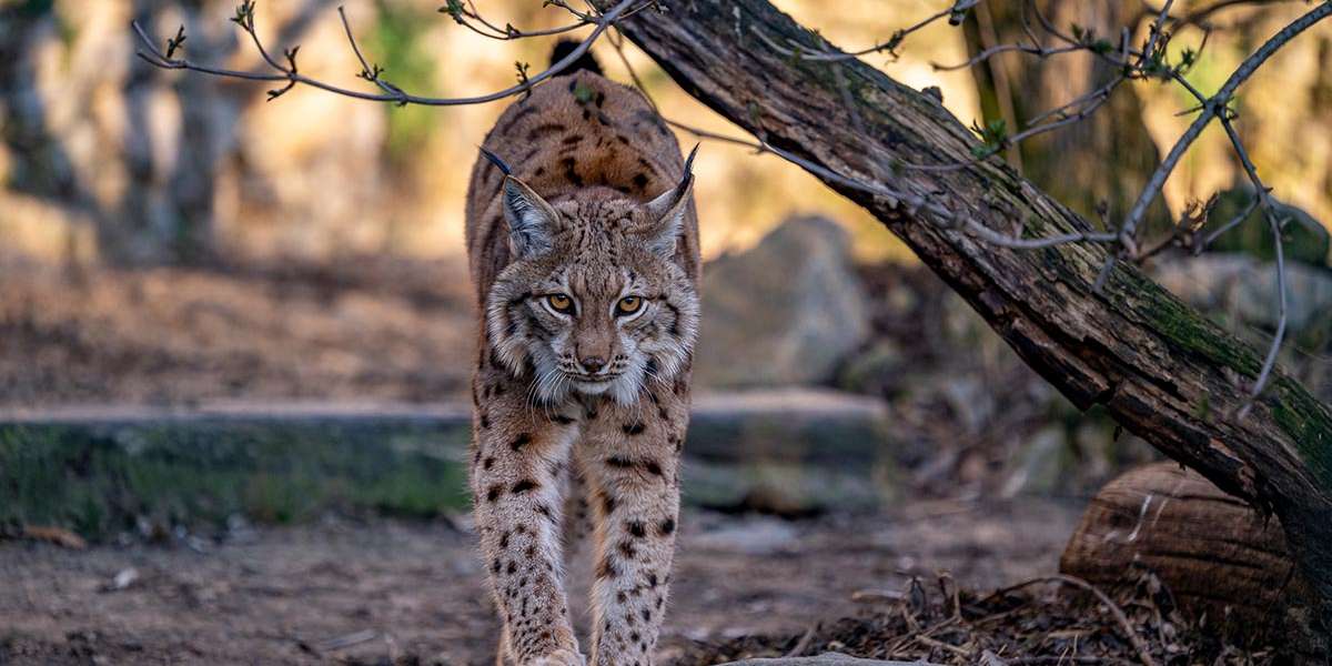 RYS OSTROVID (rozprávanie) | ZOO Bratislava