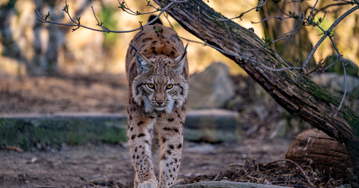 Rys ostrovid (350 €/rok) | ZOO Bratislava