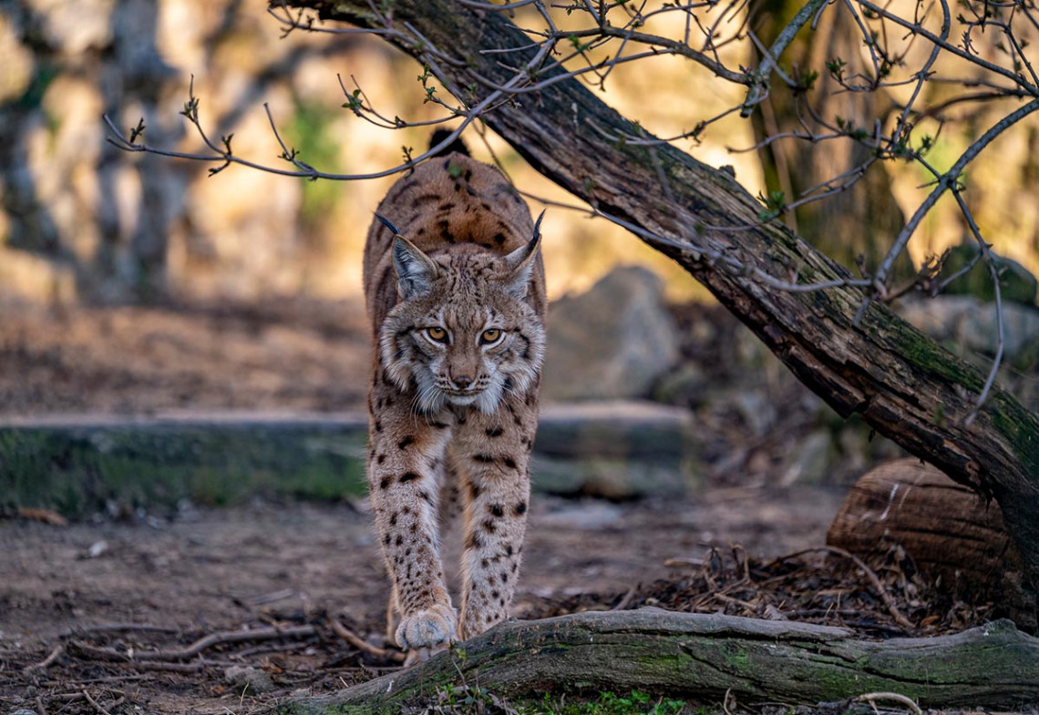 Rys ostrovid (350 €/rok) | ZOO Bratislava